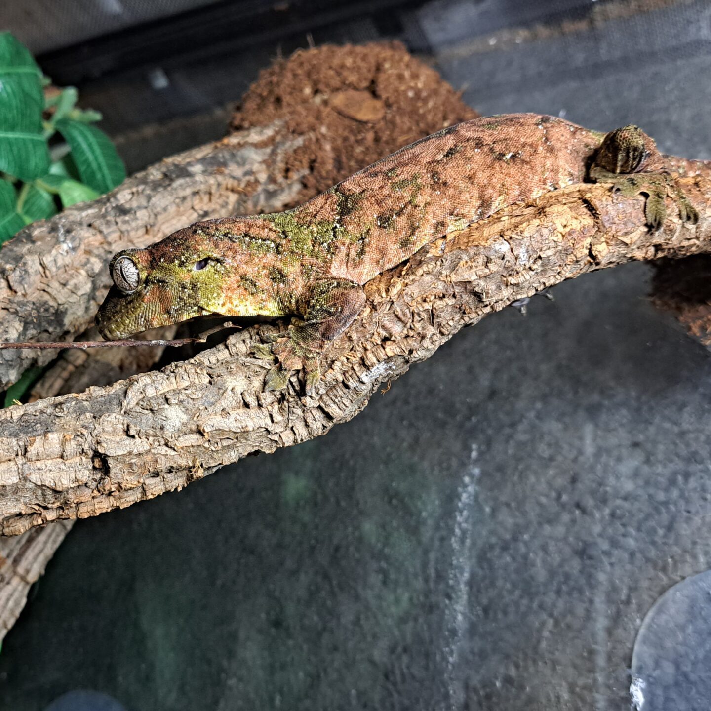 Mniarogekko chahoua - Blue Milk Creatures