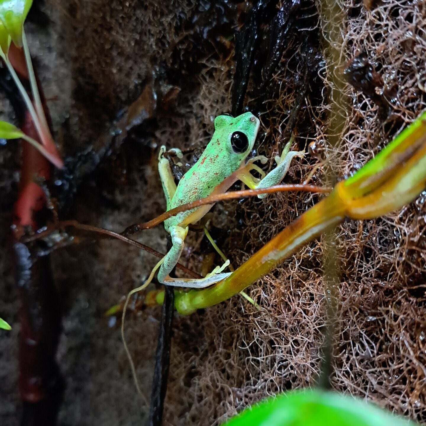 Amfibieën - Blue Milk Creatures